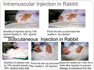 Animal Handling Techniques | PPTX