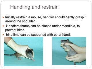 Animal Handling Techniques | PPTX