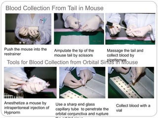Animal Handling Techniques | PPTX