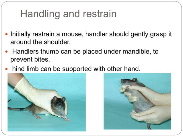 Animal Handling Techniques | PPT Animal Handling Techniques | PPT