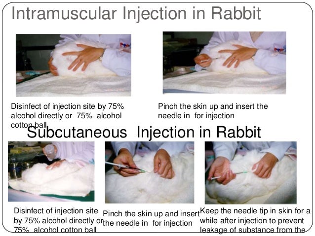 Animal Handling Techniques