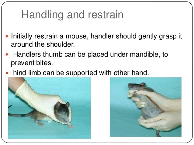 Animal Handling Techniques