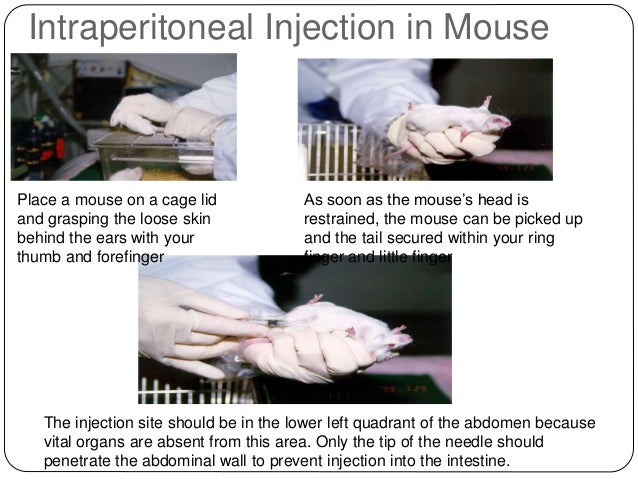 Intraperitoneal Injection Rodents