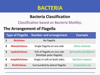 Basic Microbiology Notes for Diploma Students | PDF