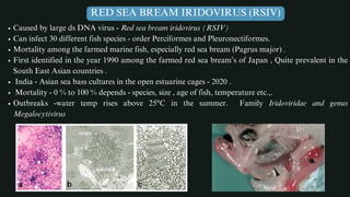 MARINE_MICROBIAL_DISEASES_VIRAL_DISEASES.pdf