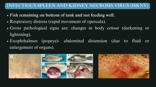 MARINE_MICROBIAL_DISEASES_VIRAL_DISEASES.pdf