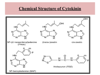 Ahtsham Khan Plant Physiology Presentation.pptx
