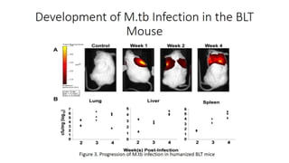 A Humanized Mouse Model of Tuberculosis.pptx