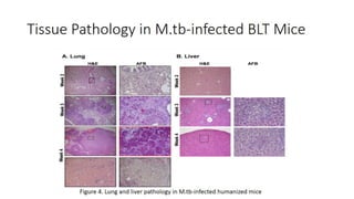 A Humanized Mouse Model of Tuberculosis.pptx