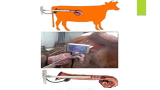 Artificial insemination | PPTX