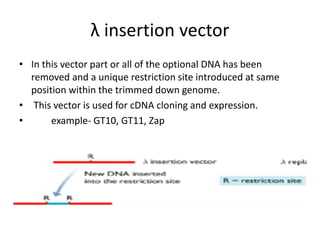 Insertion vector | PPTX