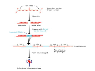 Insertion vector | PPTX