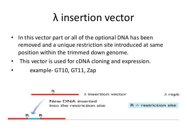 Insertion vector