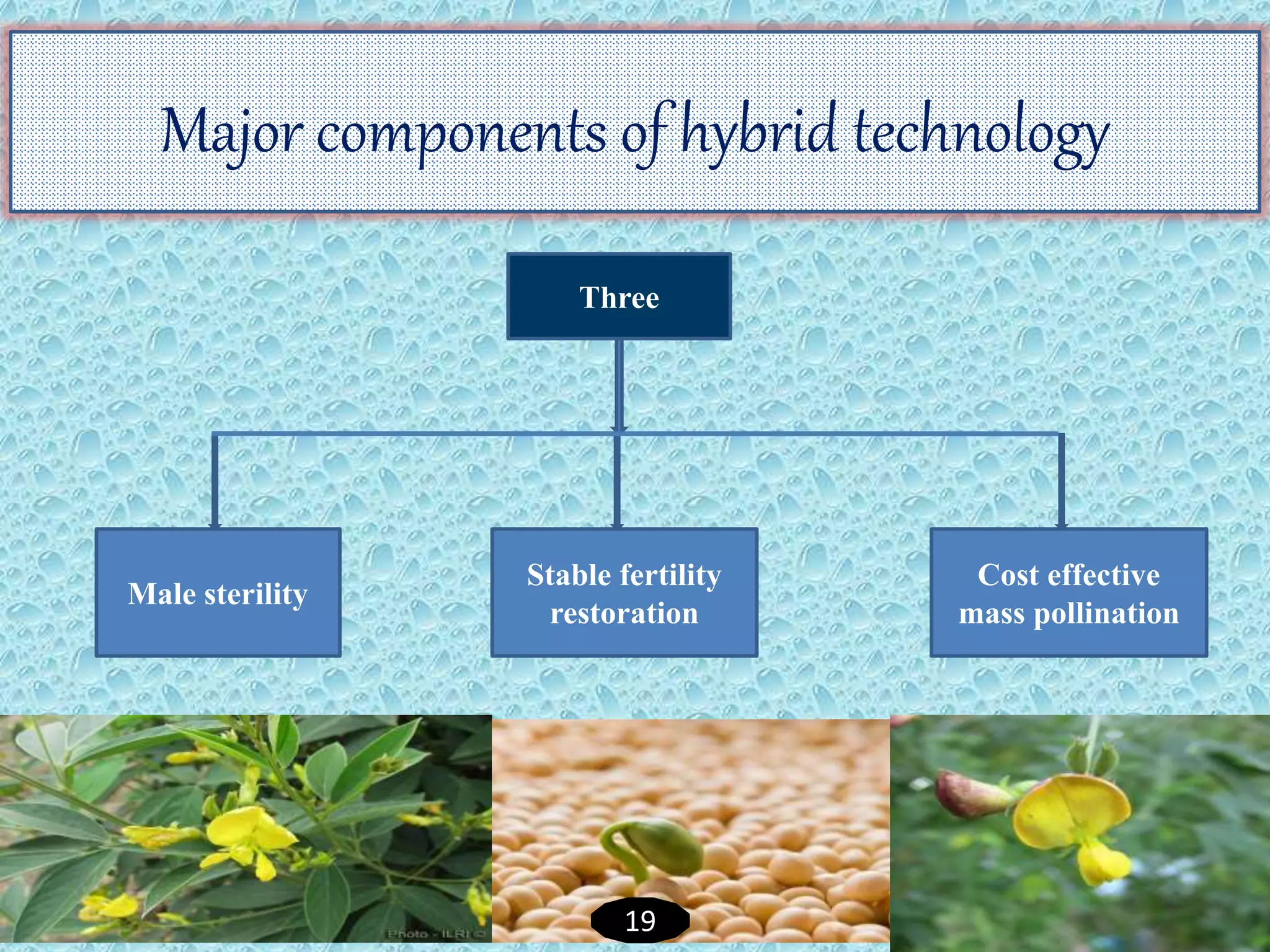 Hybrid seed production of pigeonpea | PPTX