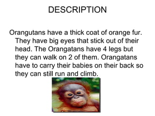 Aidan b the orangutan 5 | PPT