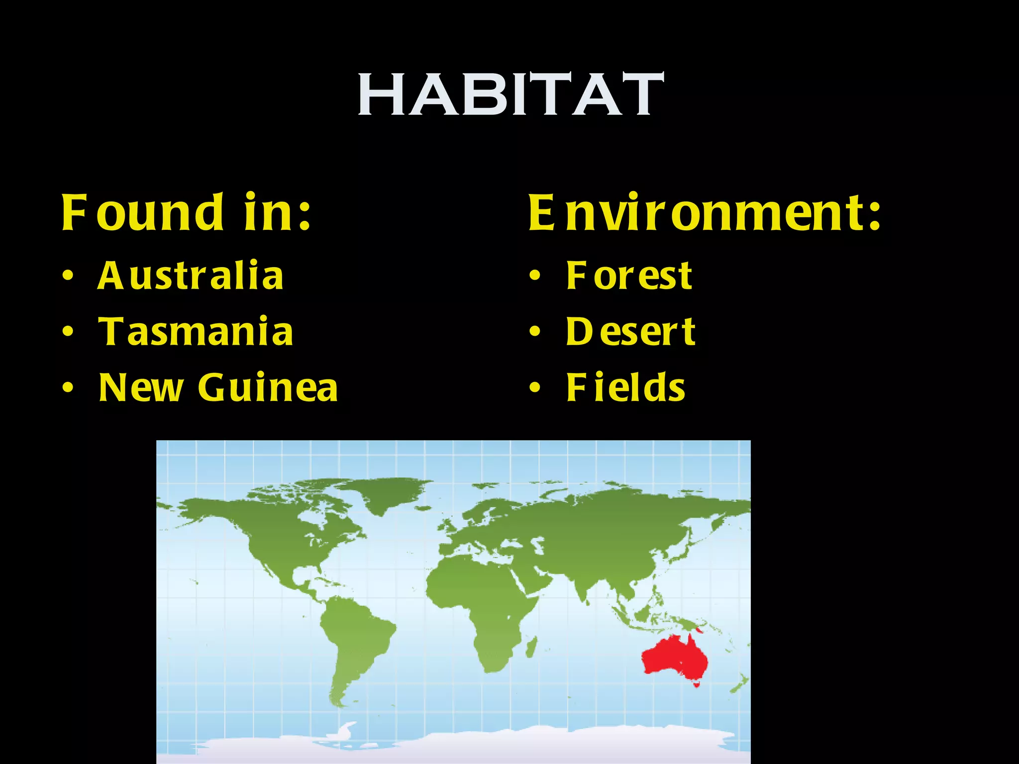 Aidan maier the short beaked echidna!! | PPT | Cats | Pets