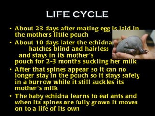 Aidan maier the short beaked echidna!! | PPT