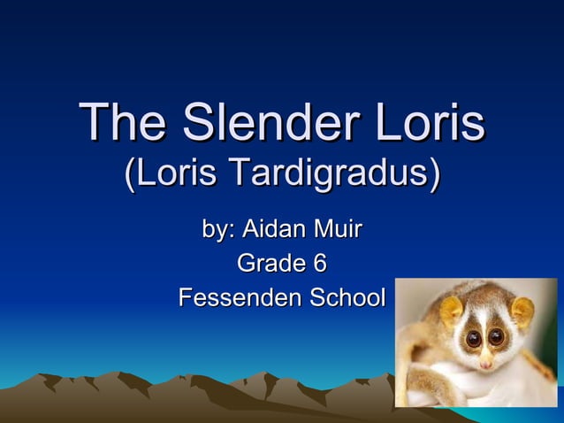Aidan muir the slender loris 3 | PPT | Reptiles | Pets