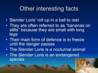 Aidan muir the slender loris 3 | PPT