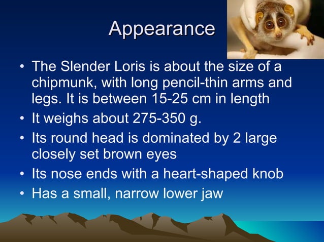 Aidan muir the slender loris 3 | PPT | Reptiles | Pets