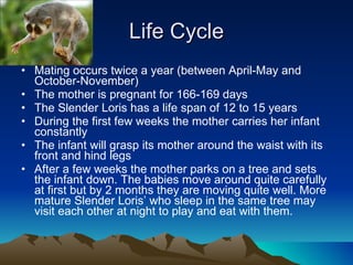 Aidan muir the slender loris 3 | PPT