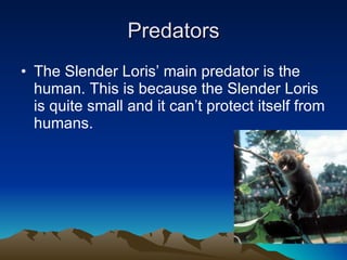 Aidan muir the slender loris 3 | PPT