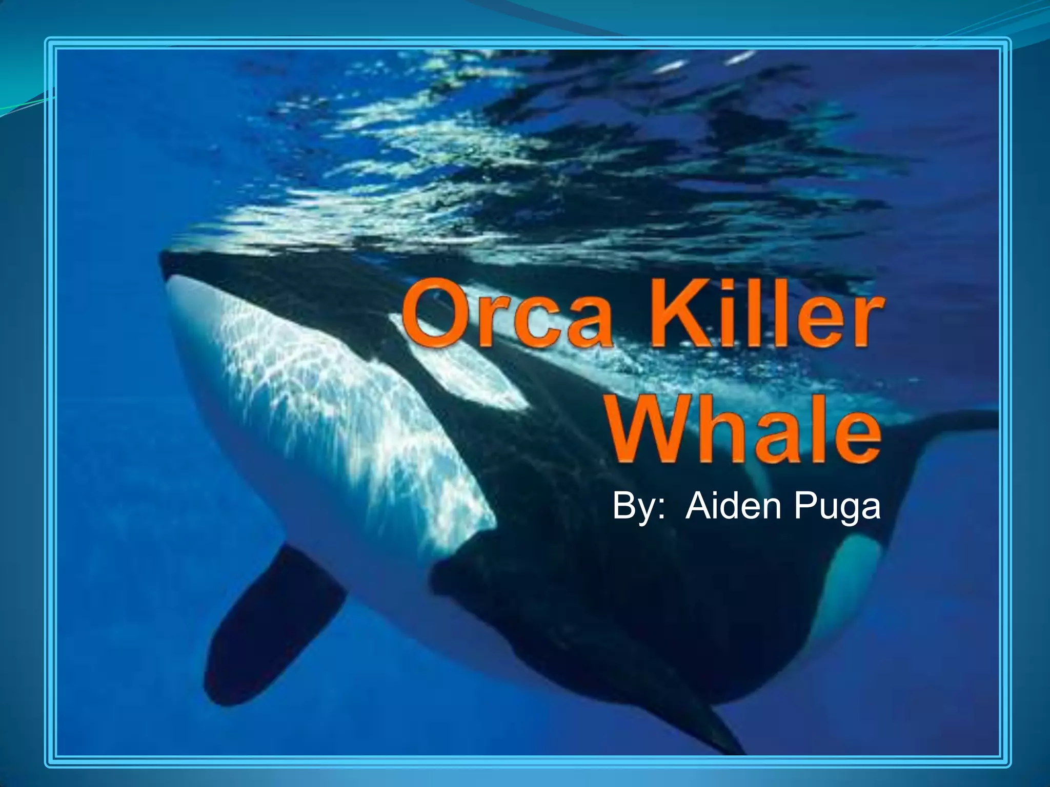 Aiden orca whale | PPT