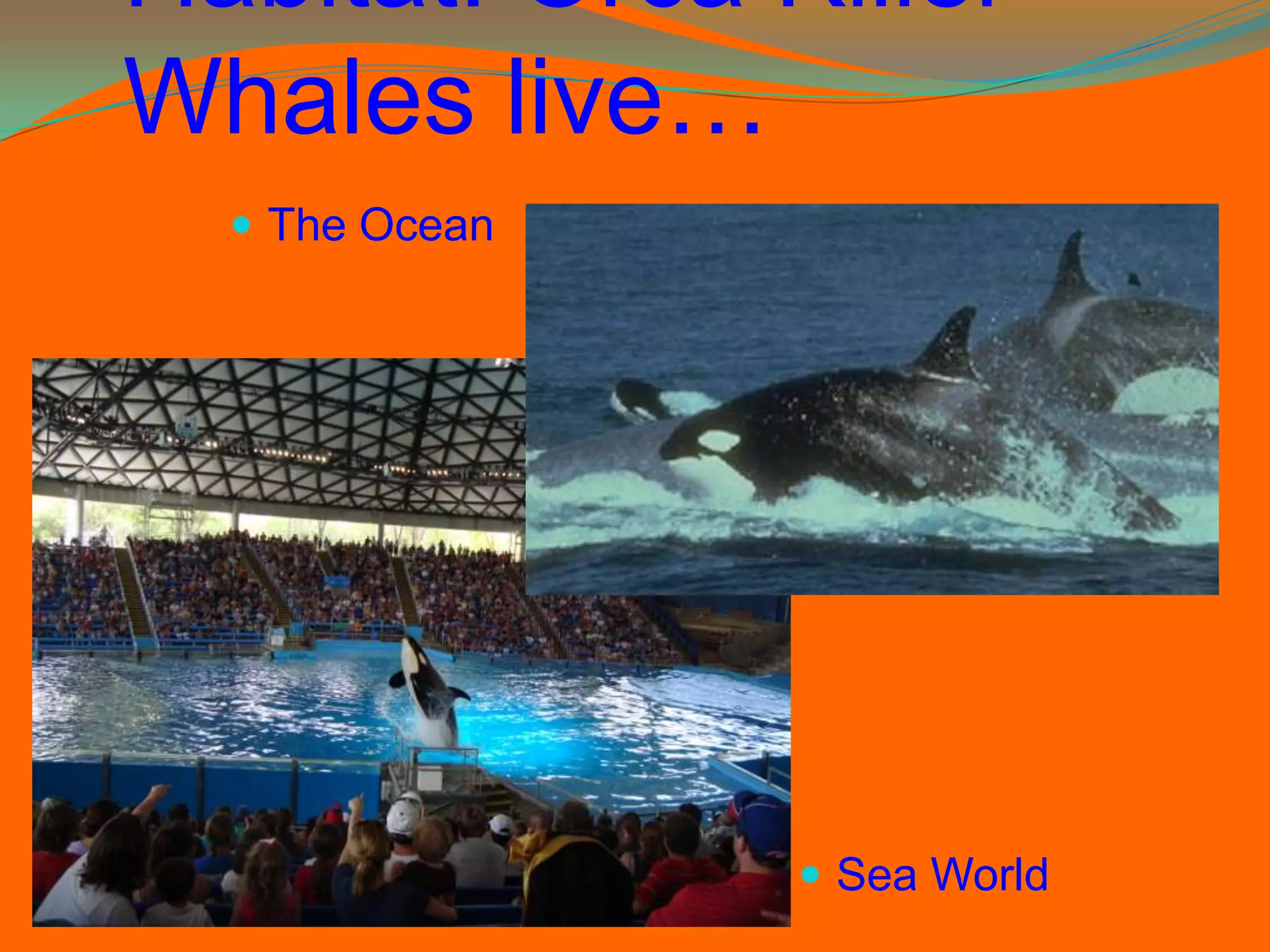 Aiden orca whale | PPT