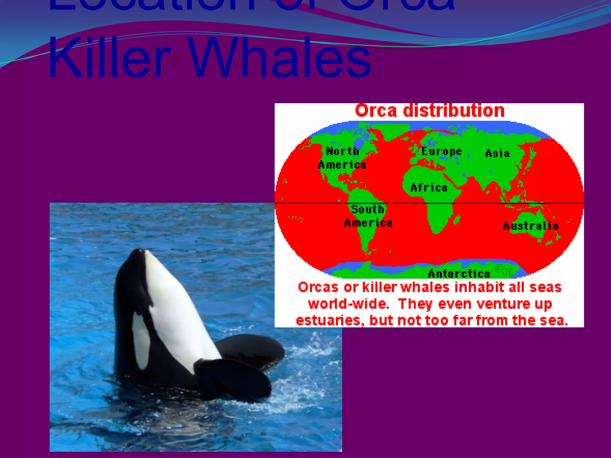 Aiden orca whale | PPT