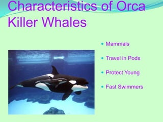 Aiden orca whale | PPT