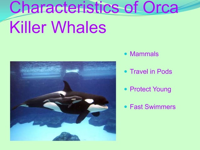 Aiden orca whale | PPT