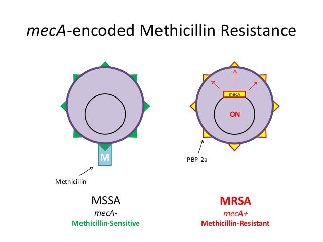 Blood Culture Nucleic Acid Testing: Identification and Resistance