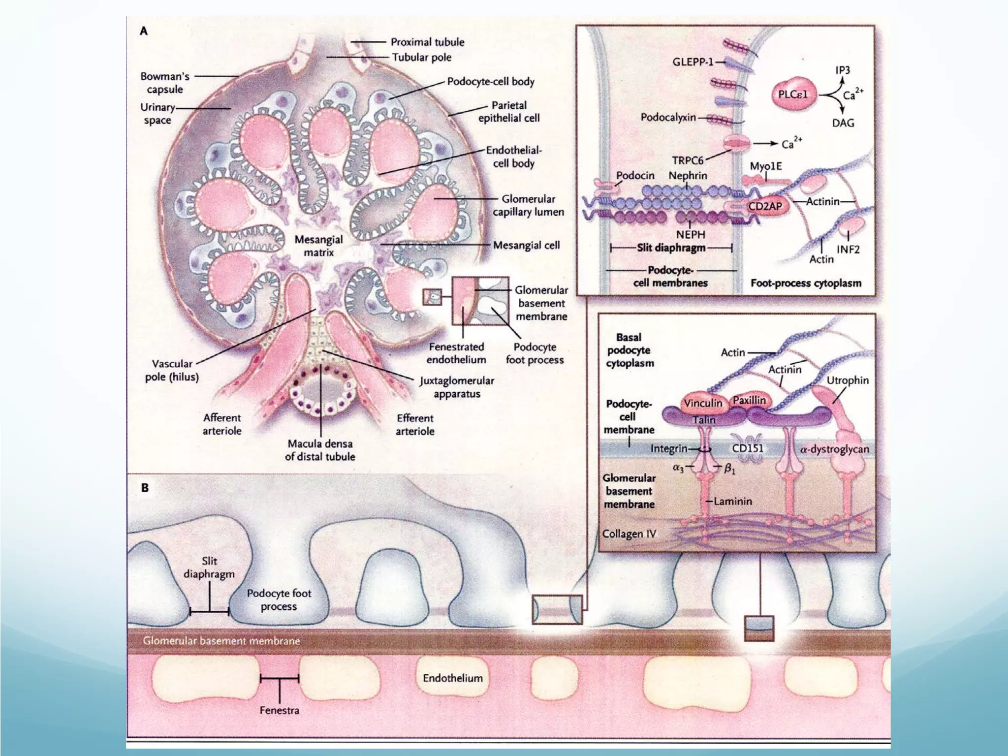 Renal Disease in HIV/AIDS | PDF