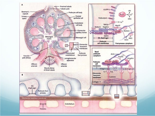 Renal Disease In Hivaids