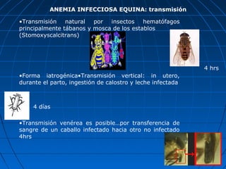 Anemia Infecciosa Equina | PPT