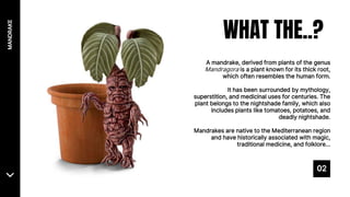 A presentation on the Plant mandrake.pdf