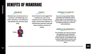 A presentation on the Plant mandrake.pdf