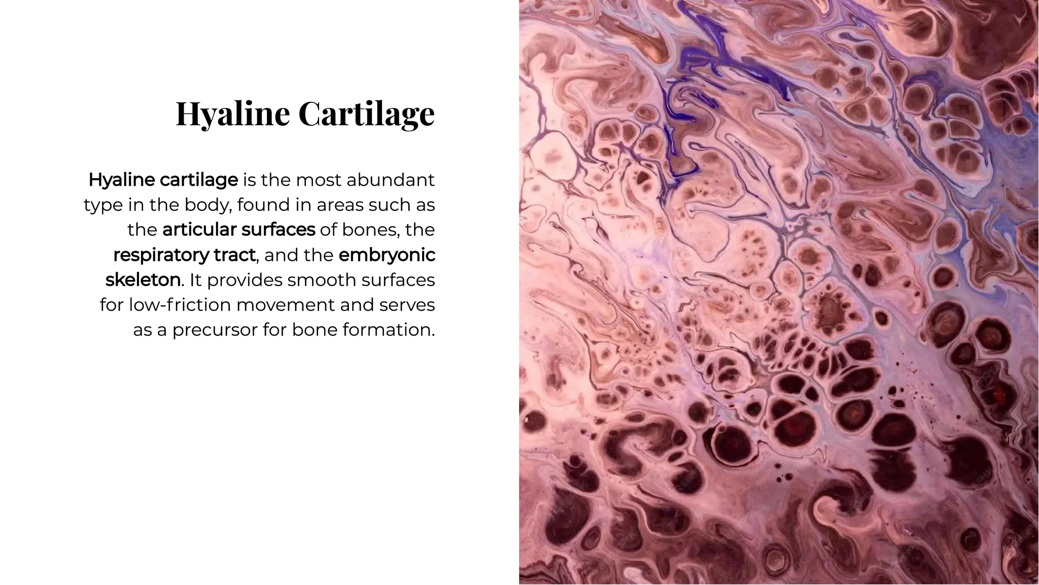 AI Histology Of Cartilage_compressed.pdf