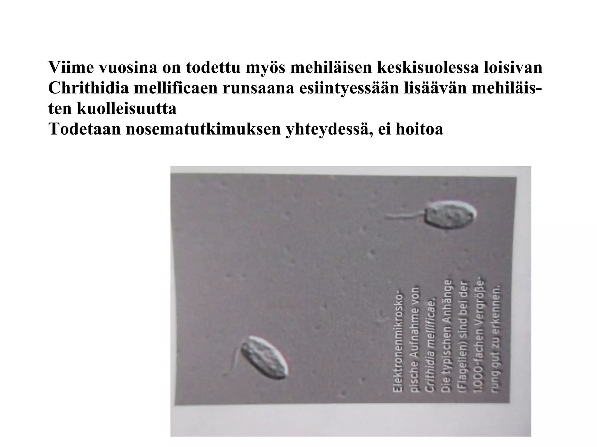 Aikuisten mehiläisten taudit ja loiset. Lassi Kauko | PPT