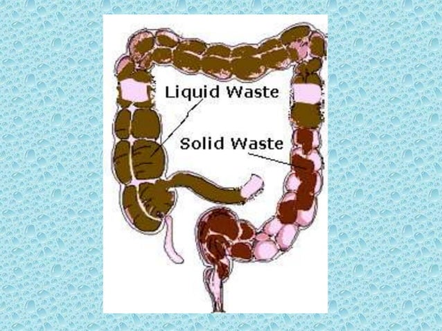 Ailments of the digestive system | PPT