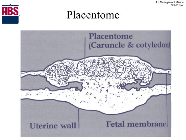 Ai manual chapter 02