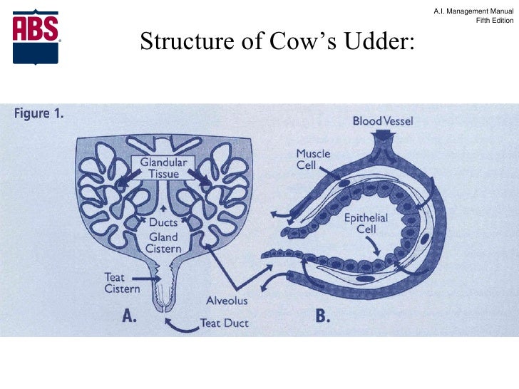 Ai manual chapter 16