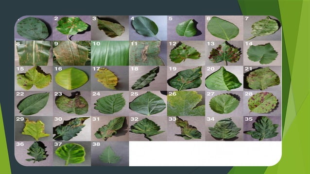 AI_ML_WORKSHOP_plant_disease_detection.pptx