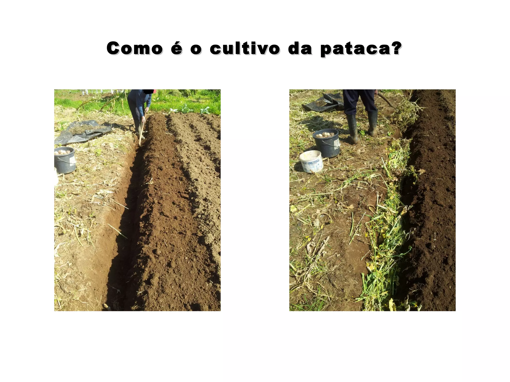 A importancia da pataca | ODP