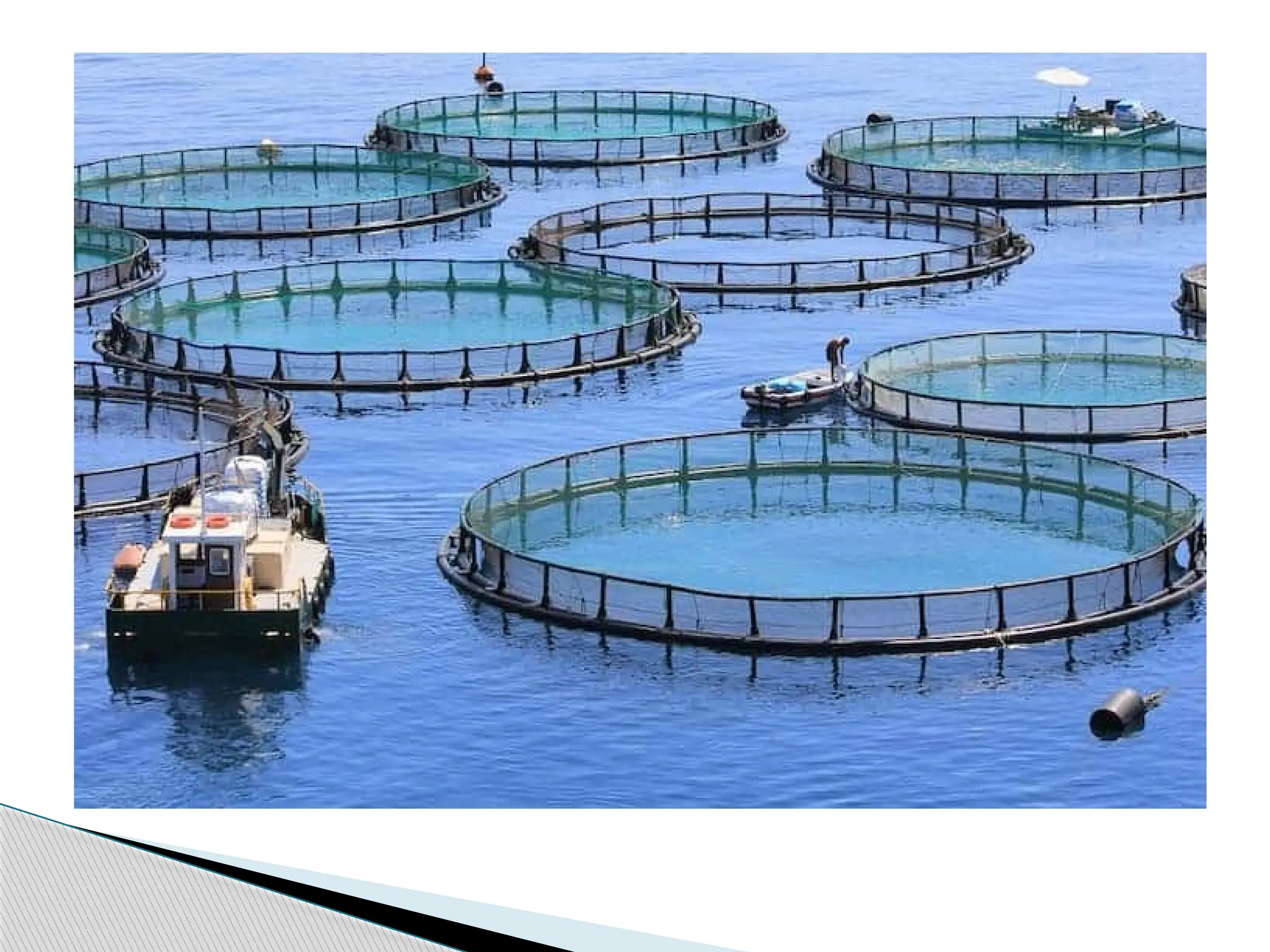 Aims and evolution of Fish Culture (Fisheries).pptx