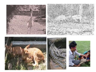 Aims and objectives rescue handling Nepali.pptx