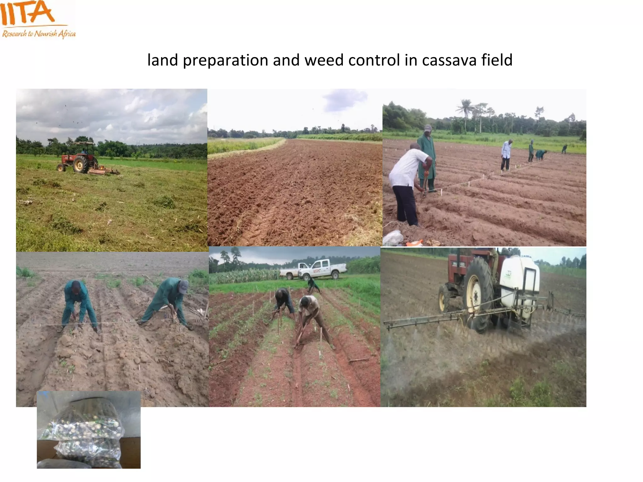 Cassava Morphological Characteristics and trait evaluation at different ...