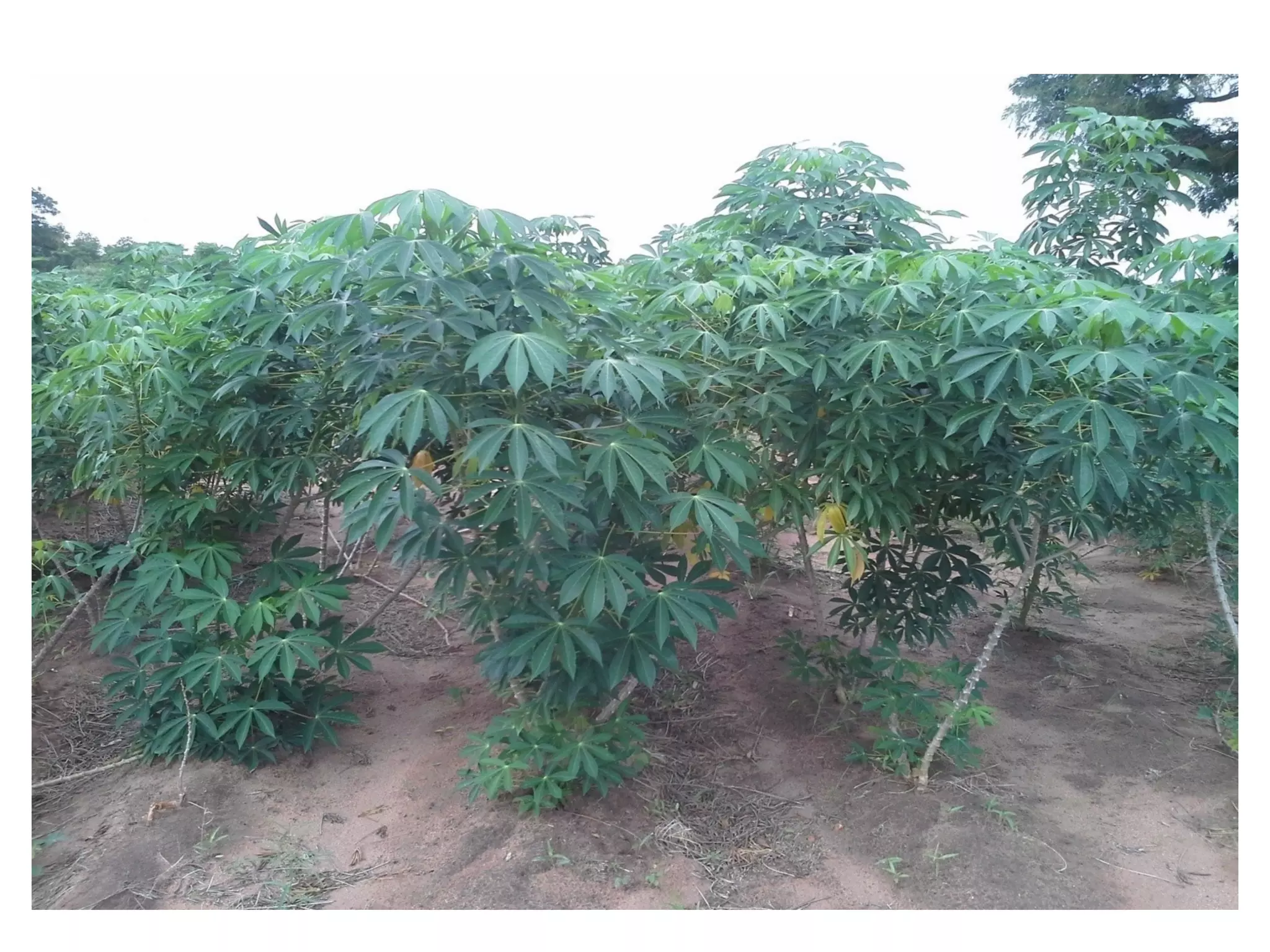Cassava Morphological Characteristics and trait evaluation at different ...