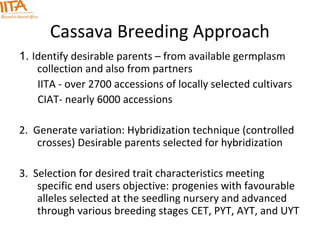 Cassava Morphological Characteristics and trait evaluation at different ...