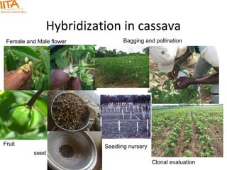 Cassava Morphological Characteristics and trait evaluation at different ...
